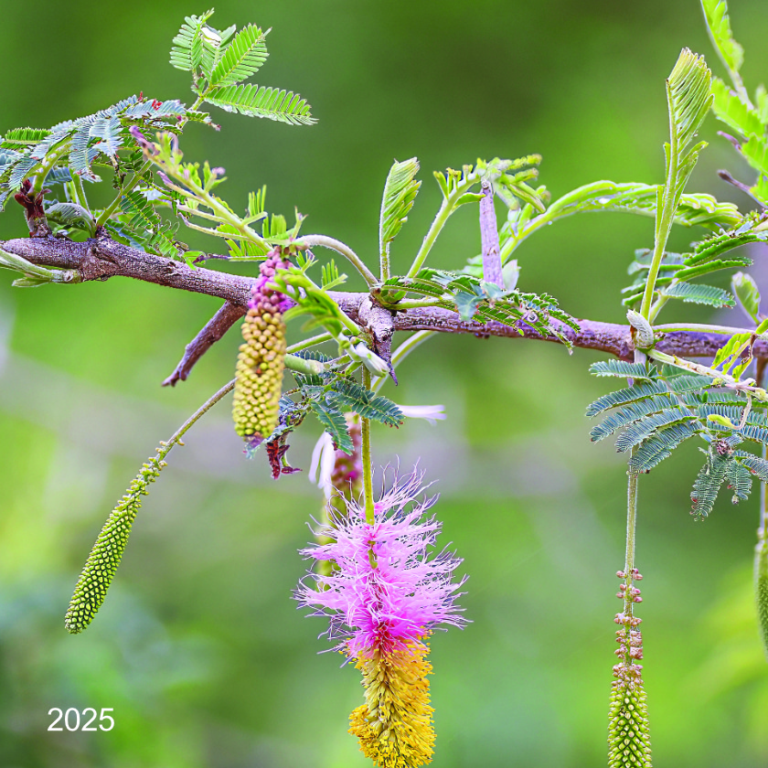 202502_hans-wolf-kalender-2025 Feb – isegrims-fotogeschichten